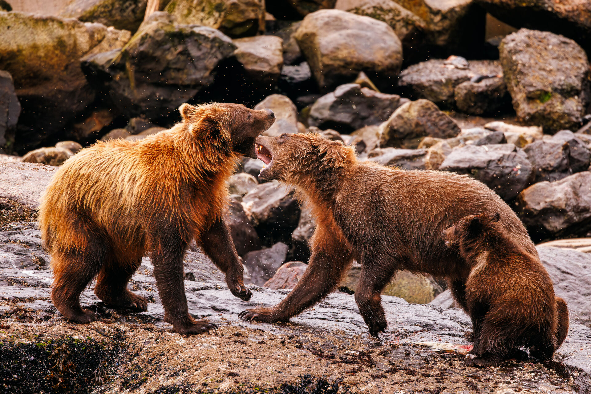 Tragic Grizzly Bear Attack Claims Two Lives in Banff National Park ...